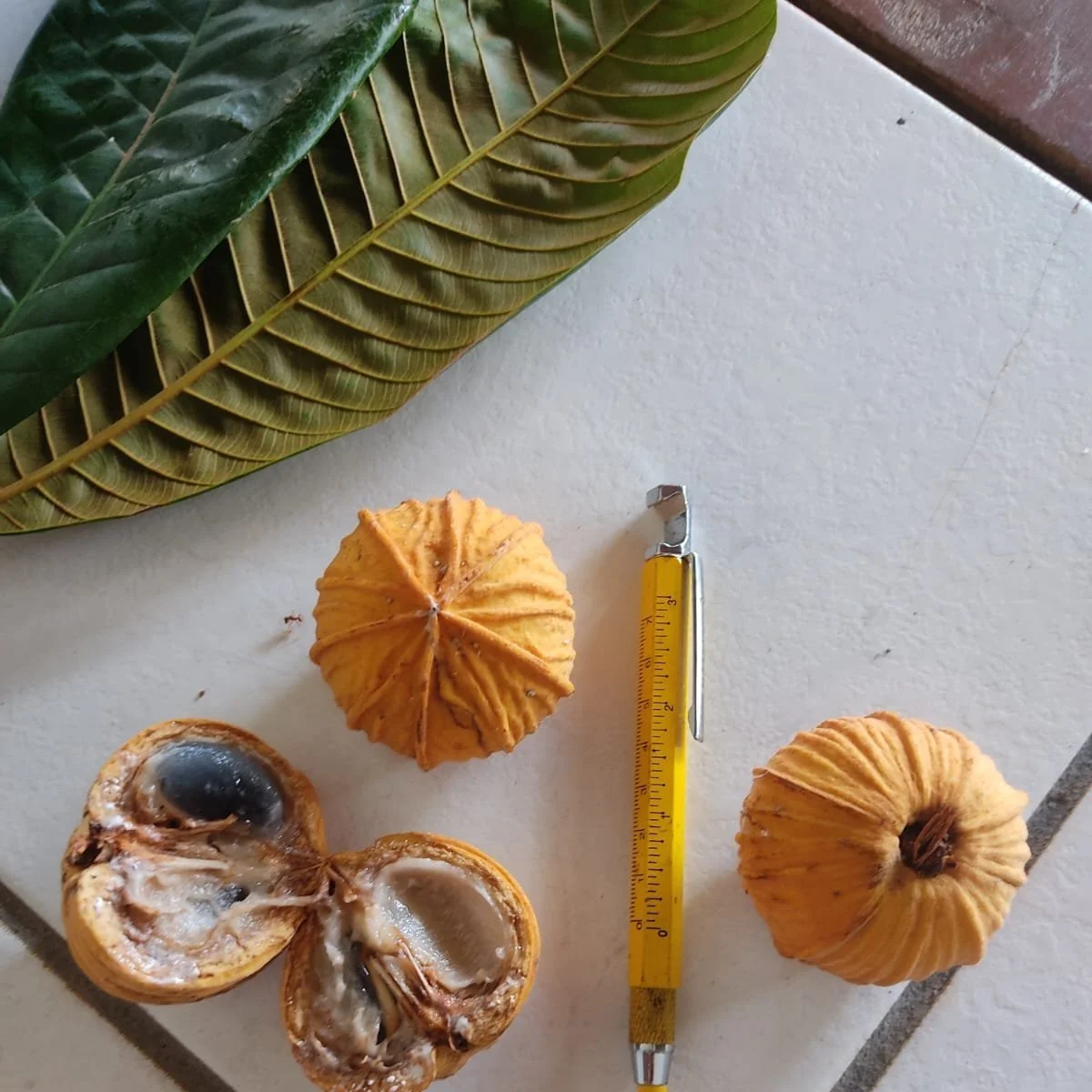 Seeds Shop — Bellamy Trees