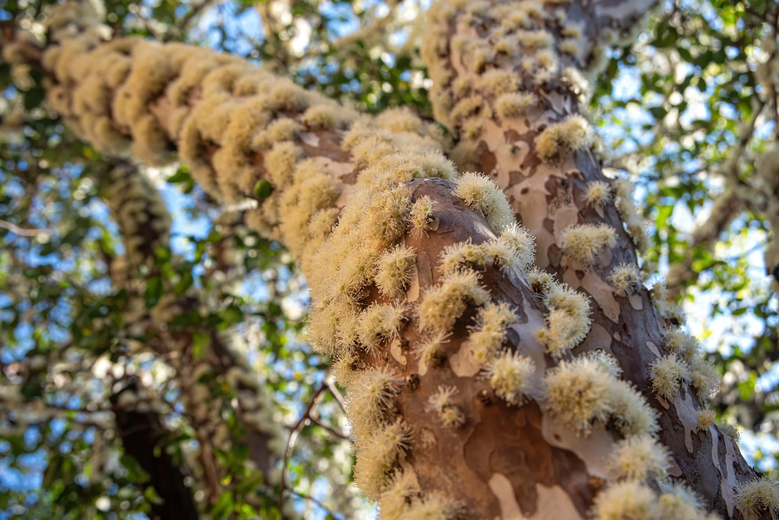 Clearance — Bellamy Trees