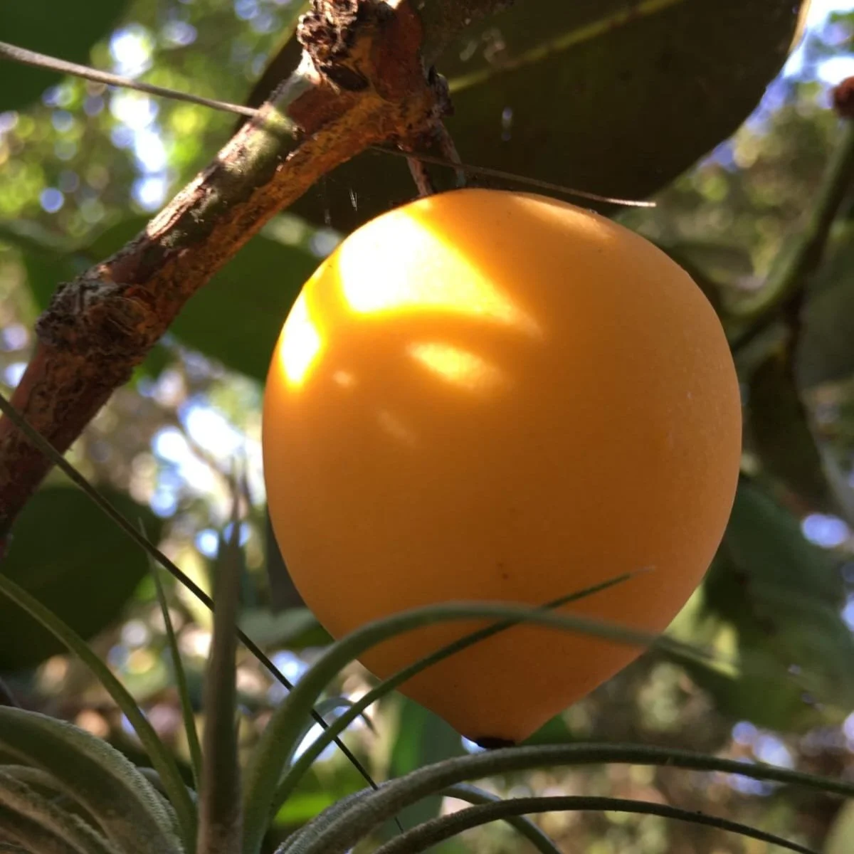 Seeds Shop — Bellamy Trees