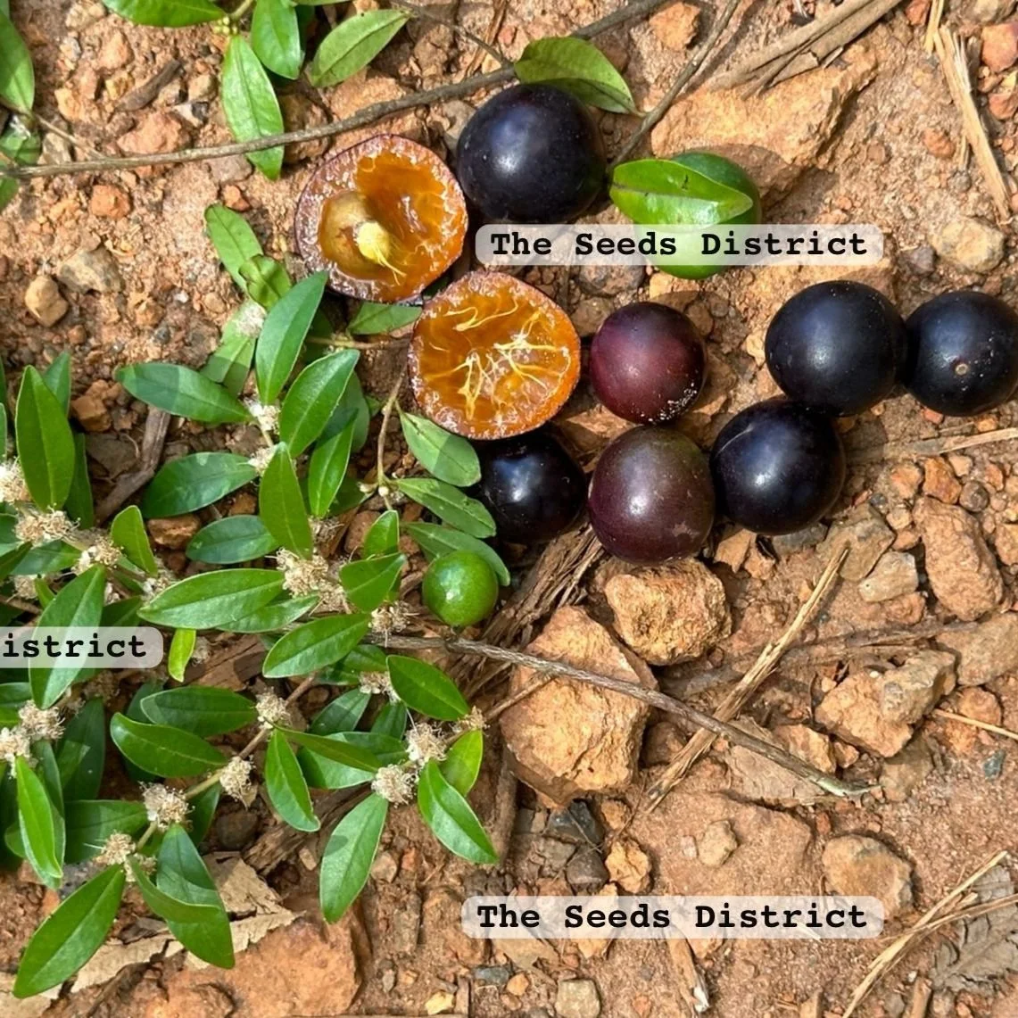 Seeds Shop — Bellamy Trees