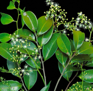 Seeds Shop — Bellamy Trees