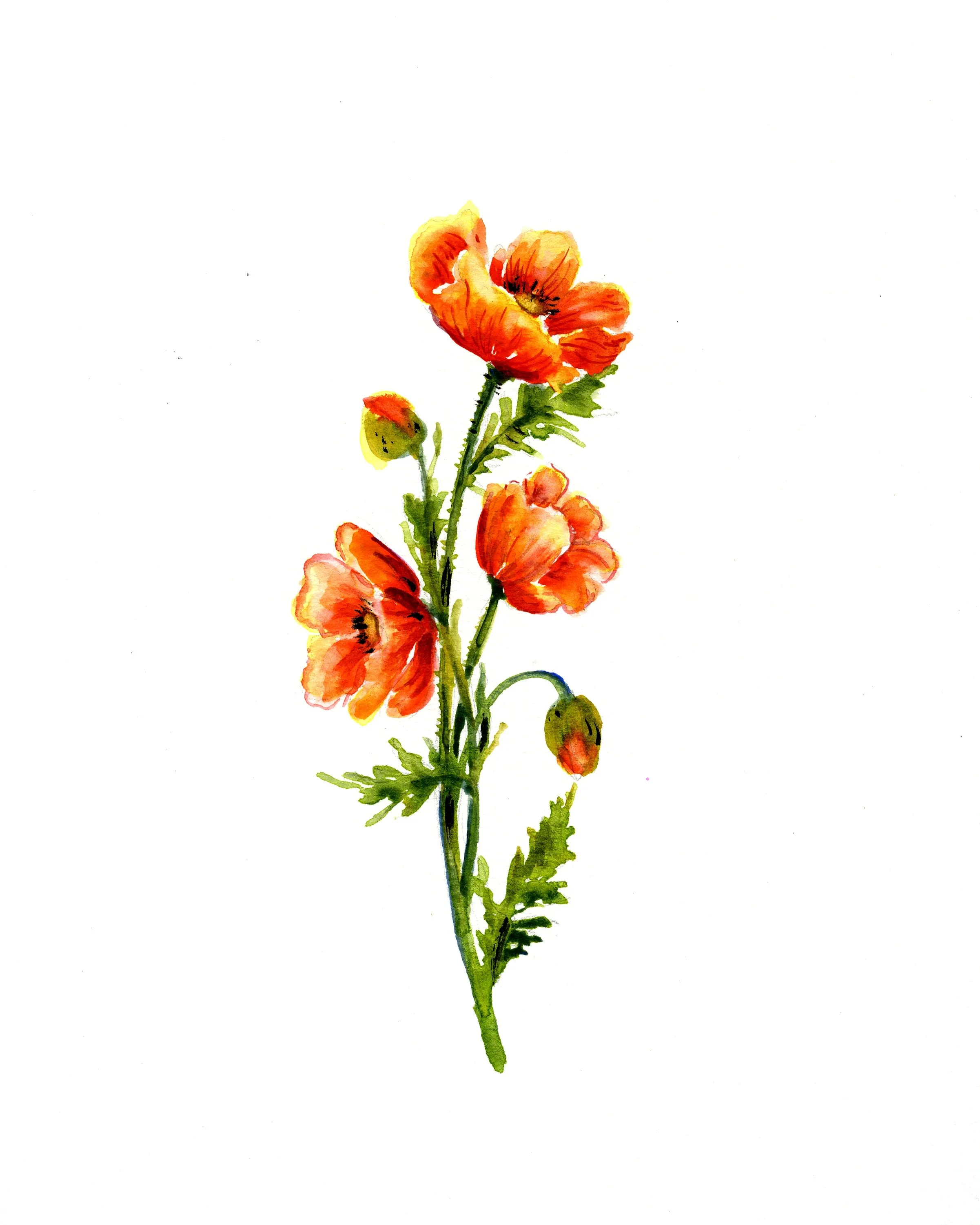 Birth Flower Meaning Birth Flower Art By Month My Birth Month Flower ...