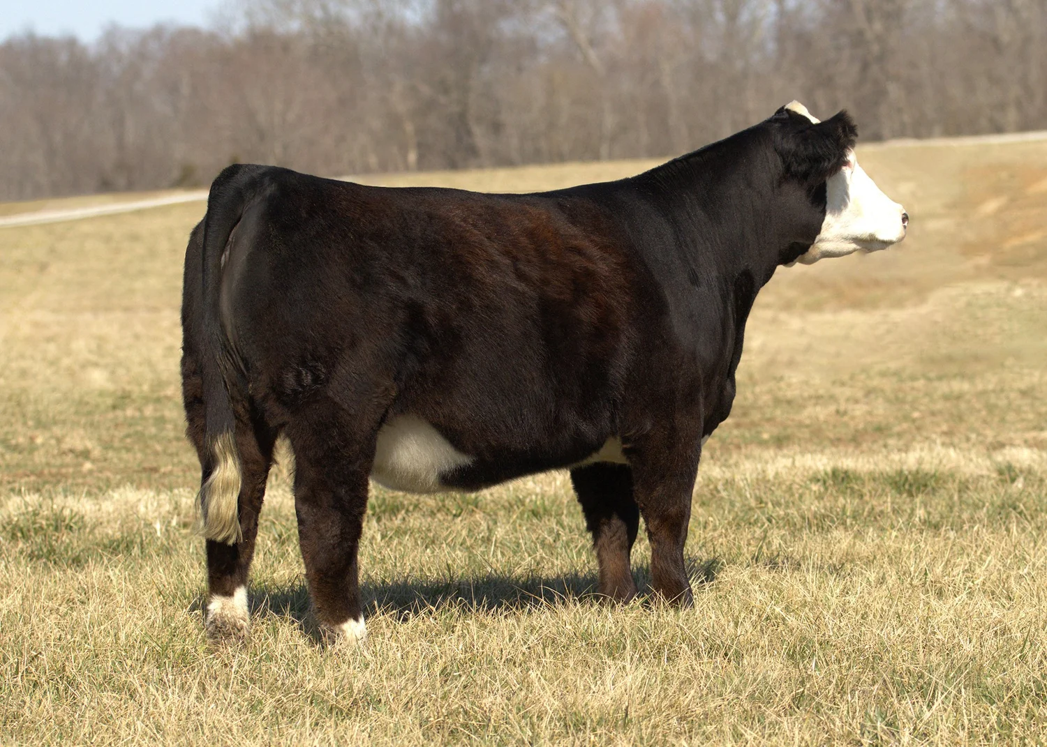 SWAIN SELECT SIMMENTAL