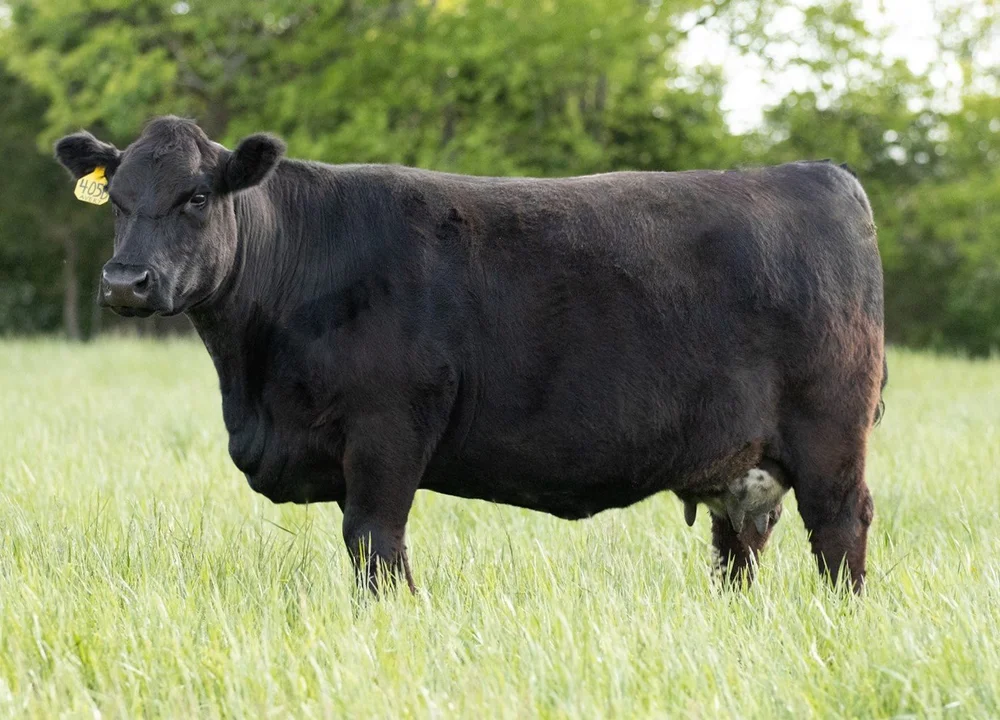 SWAIN SELECT SIMMENTAL