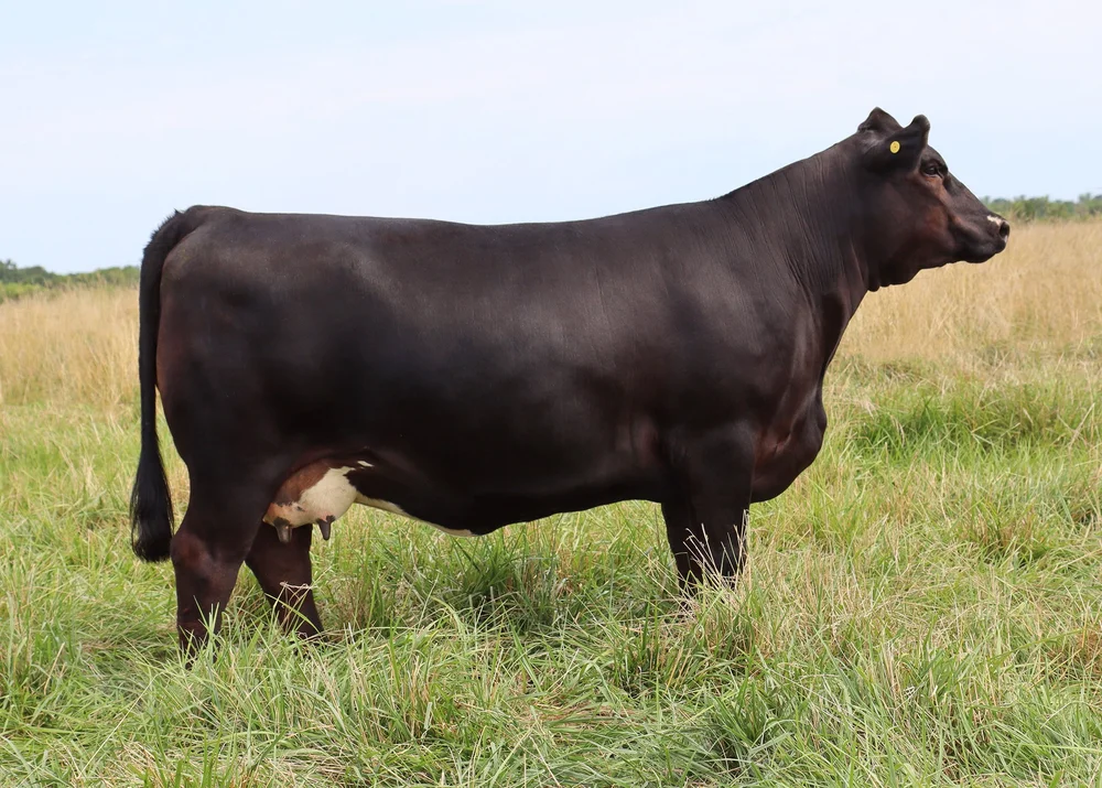 Swain Select Simmental