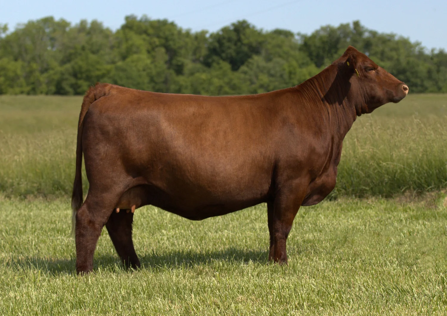 Swain Select Simmental