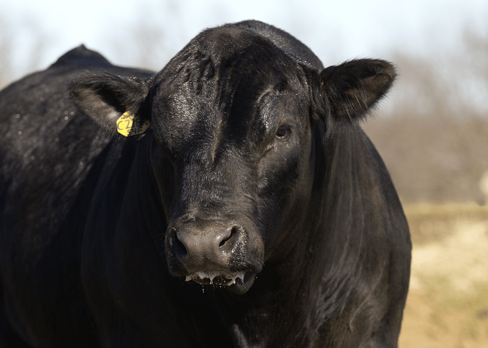 FOR SALE - PREDICTABLE SIMMENTAL & SIMANGUS BULLS FROM HIGHLY MATERNAL ...