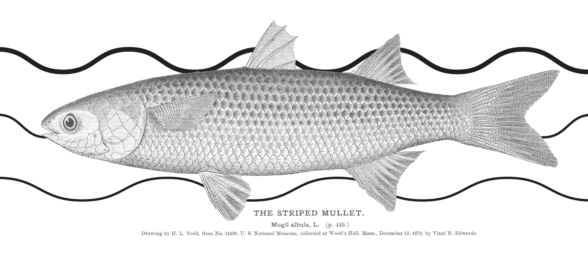 Meet the Striped Grey Mullet of Florida — Cortez Conservas