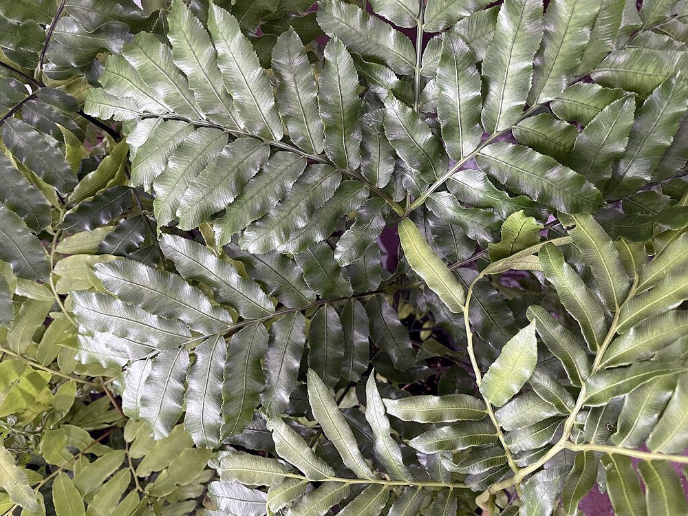 Uru Whakaaro | Wellbeing of people and place