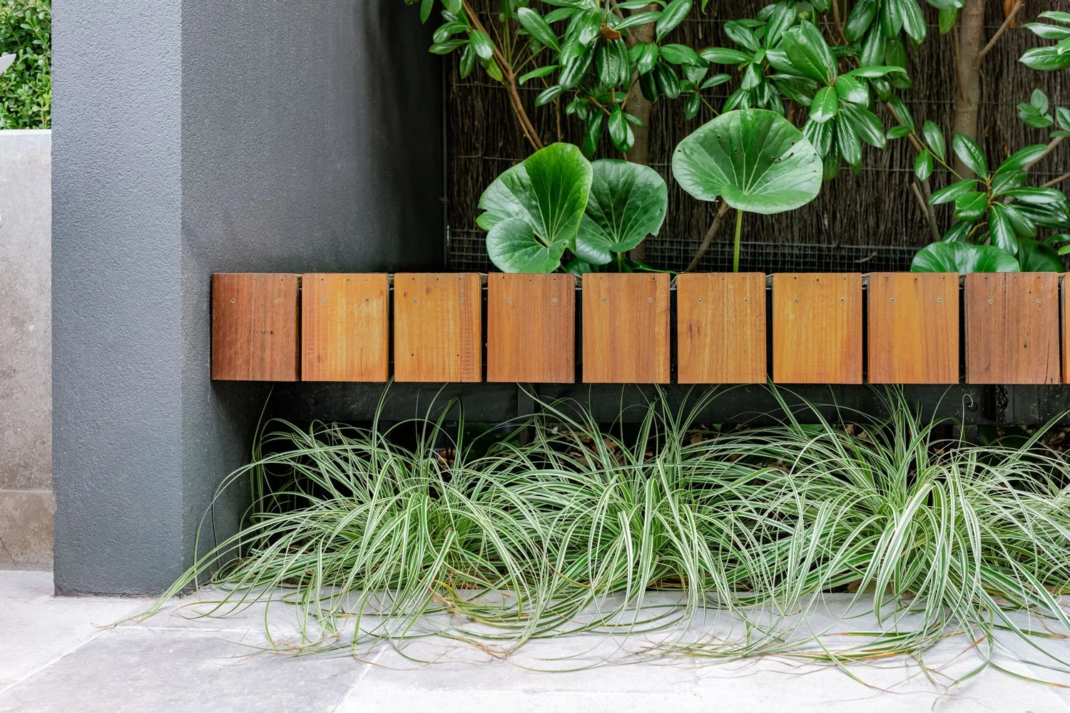 Medindie — DAVID BAPTISTE GARDEN DESIGN