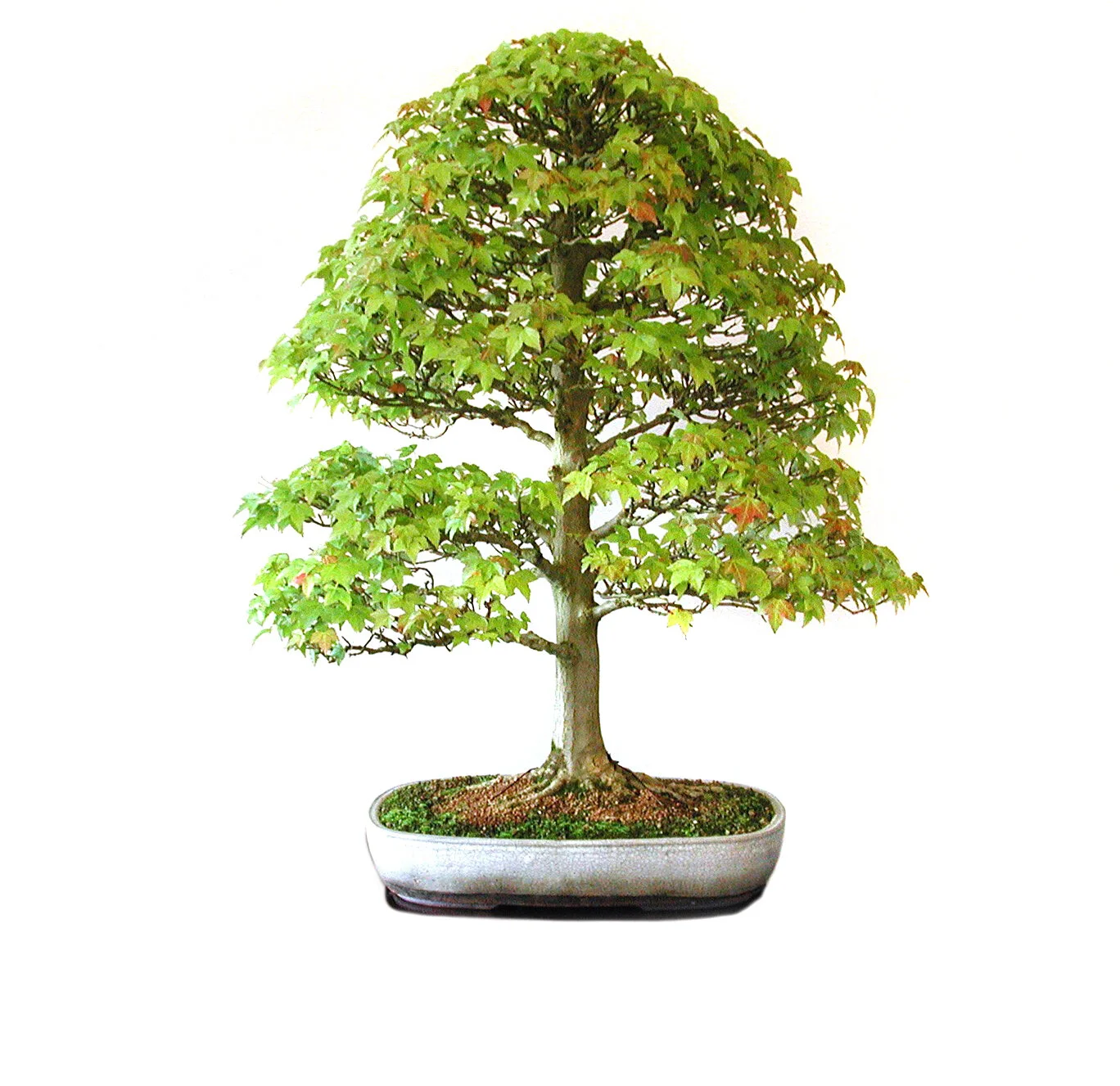 2008 interview — Dan Barton Creative