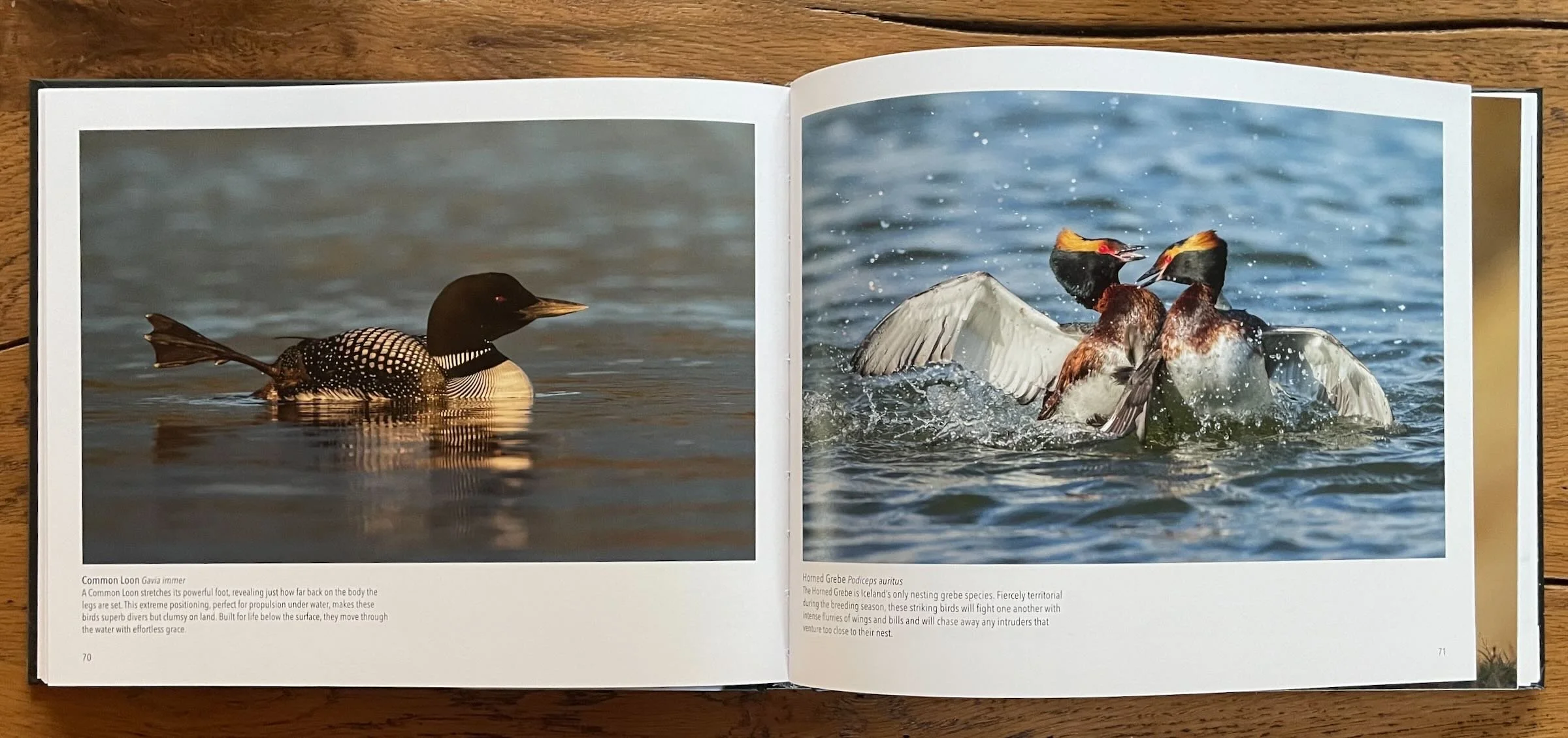 Birds in Iceland - Daníel Bergmann — snowhenge|dot|net