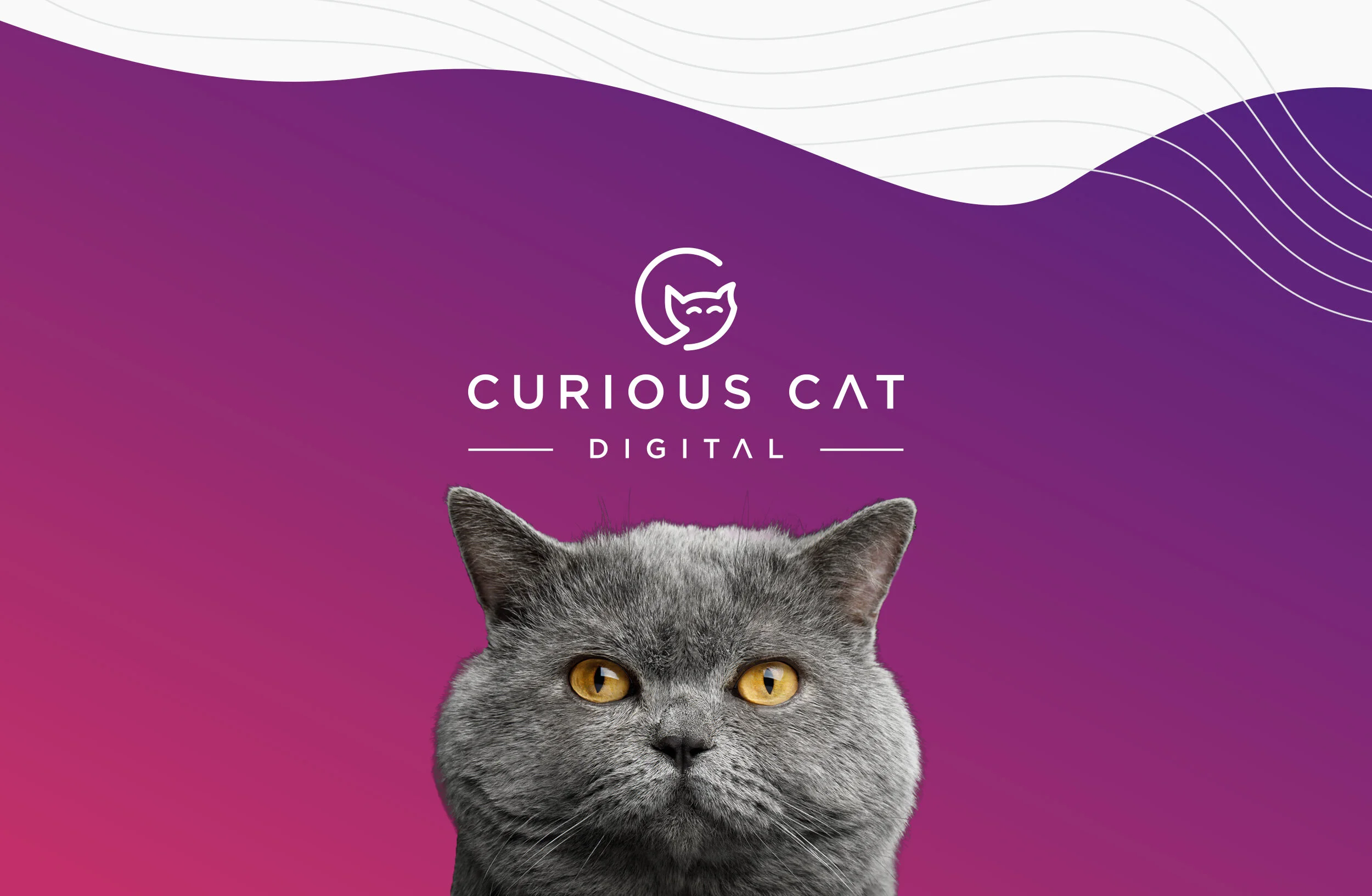 Curious Cat