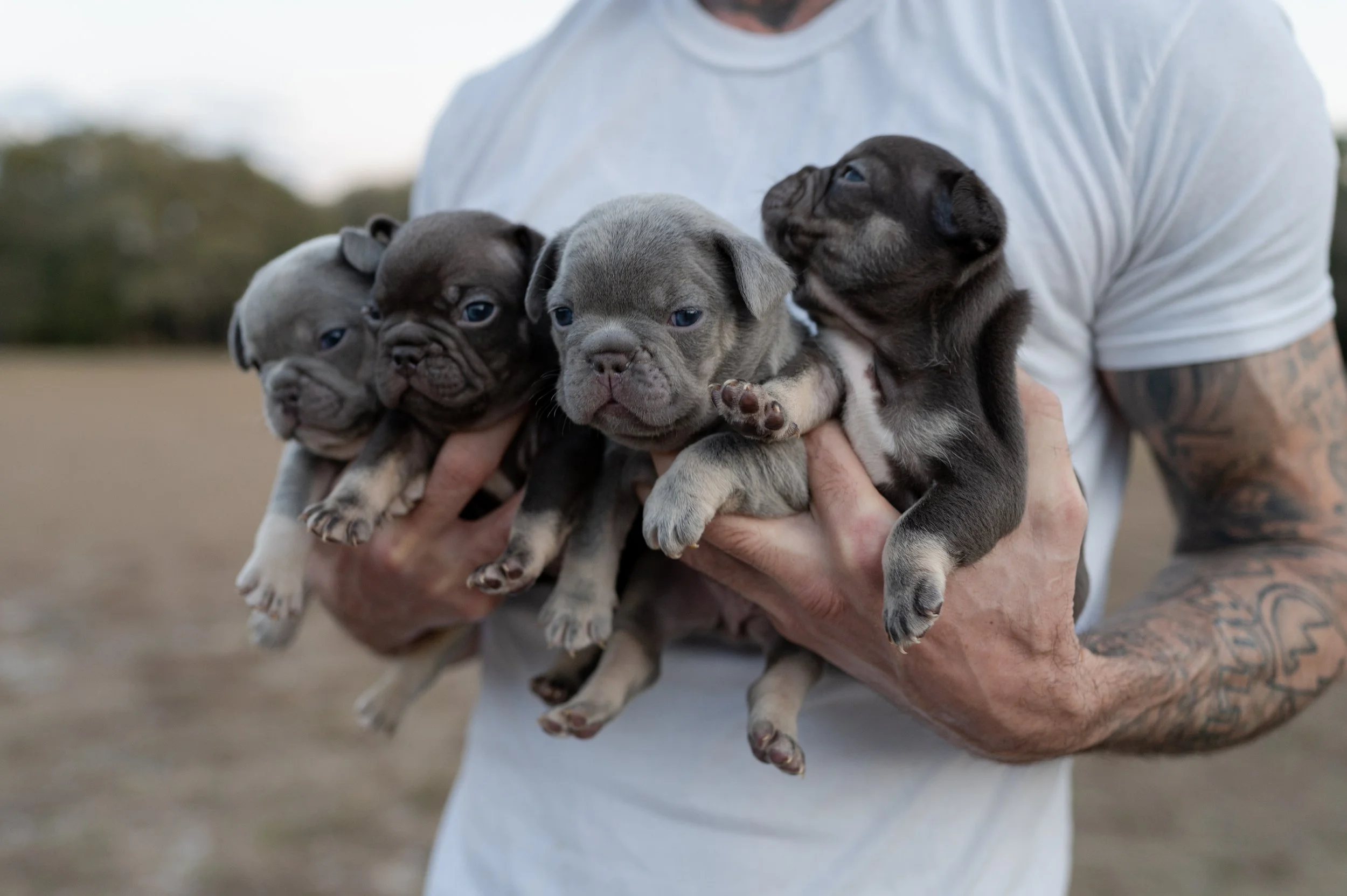 Big Bone Bulldogs
