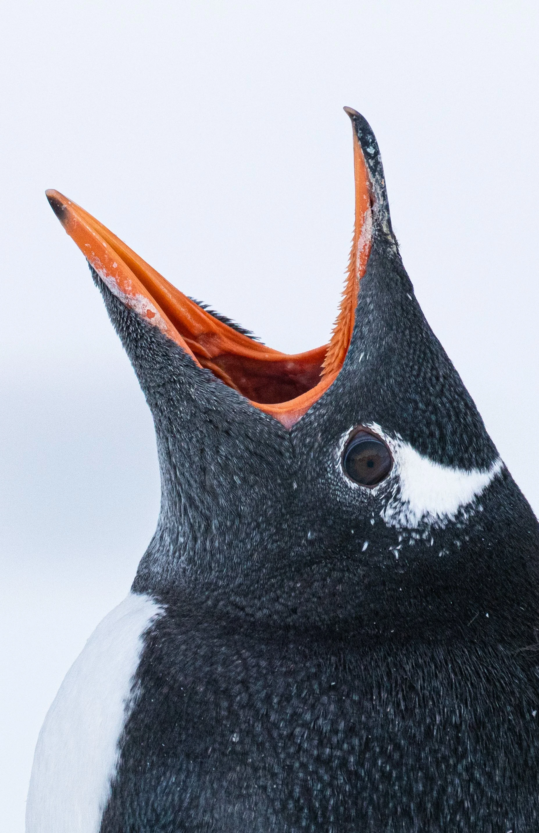 Main Portfolio — Sugar Shack Studio