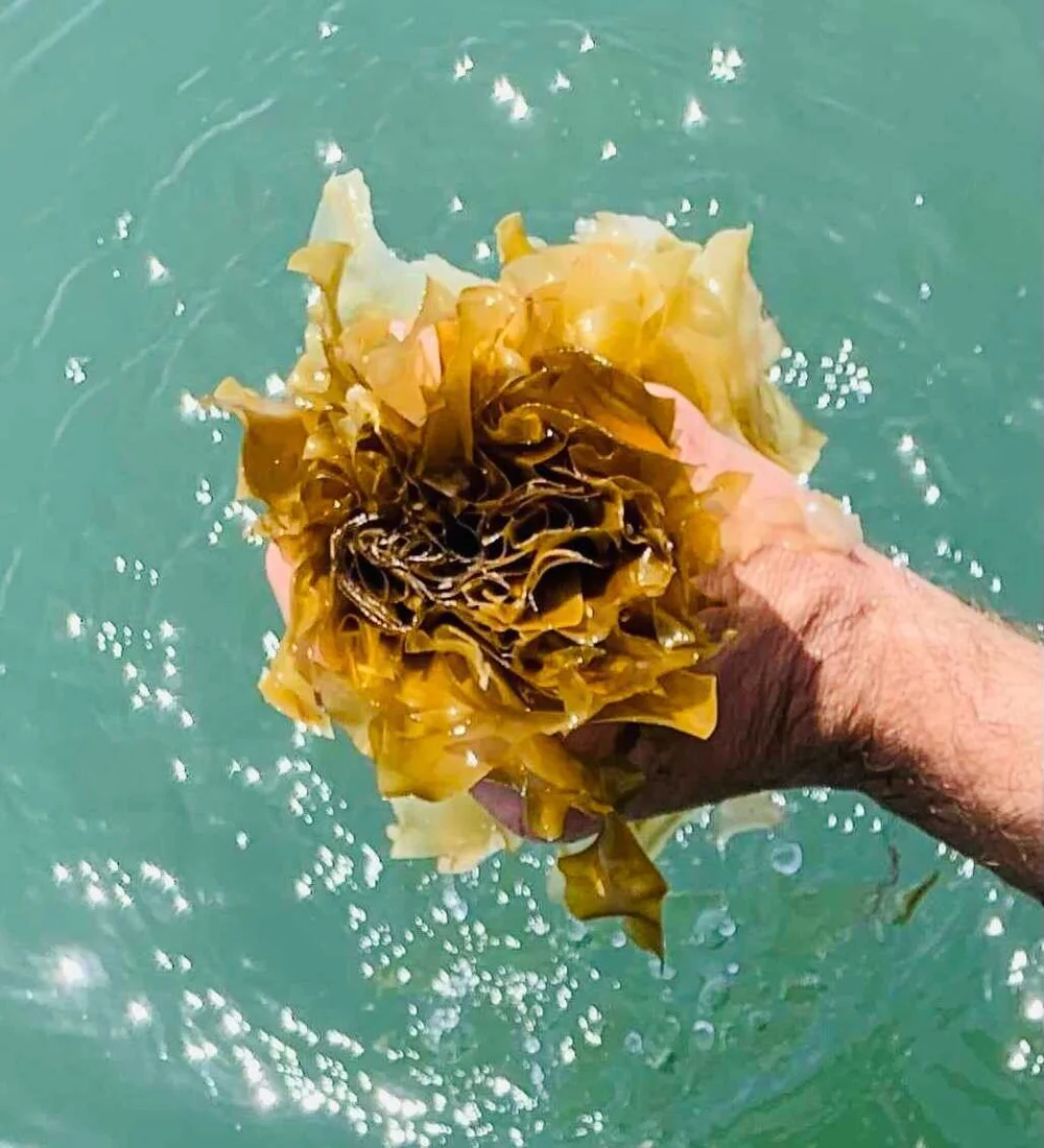 Our Work — GreenWave