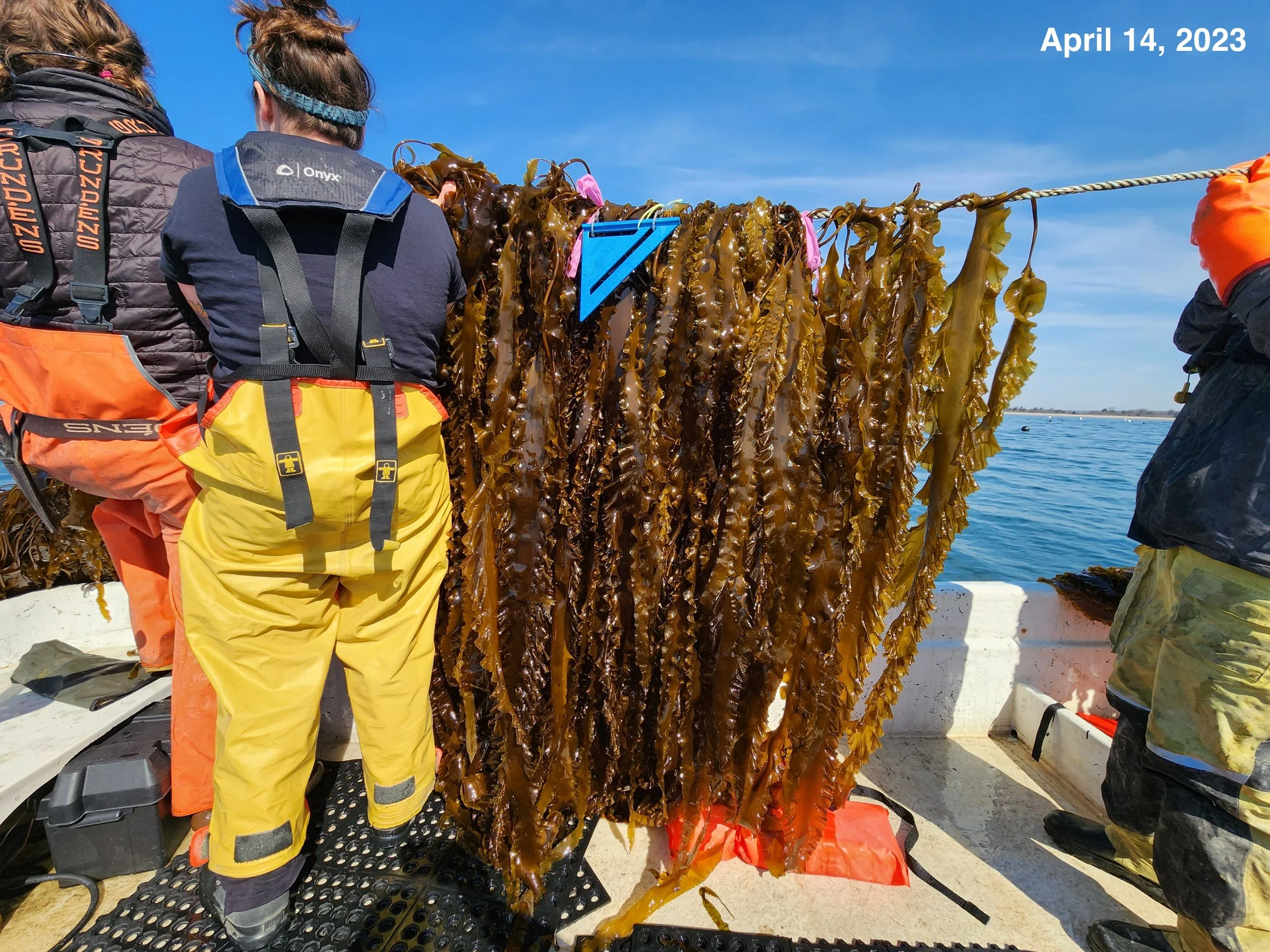 Advancing Kelp Seed Infrastructure & Tech — GreenWave