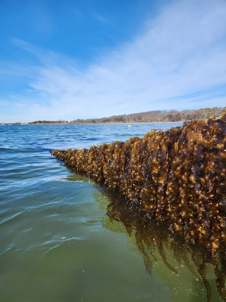 Susan Wicks Secures First New York State Commercial Kelp Permit — GreenWave