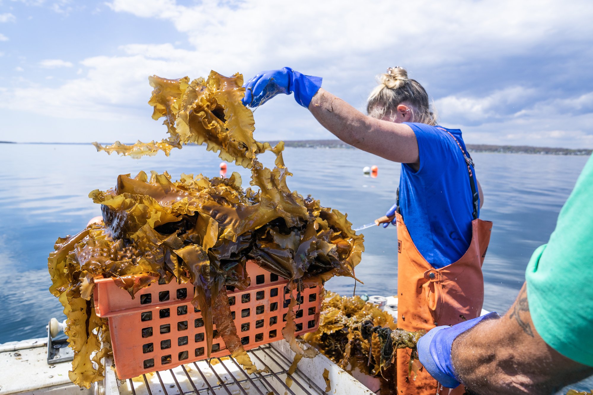 Ocean Farmers Unlock Grants, Expand Farms with Kelp Climate Fund ...