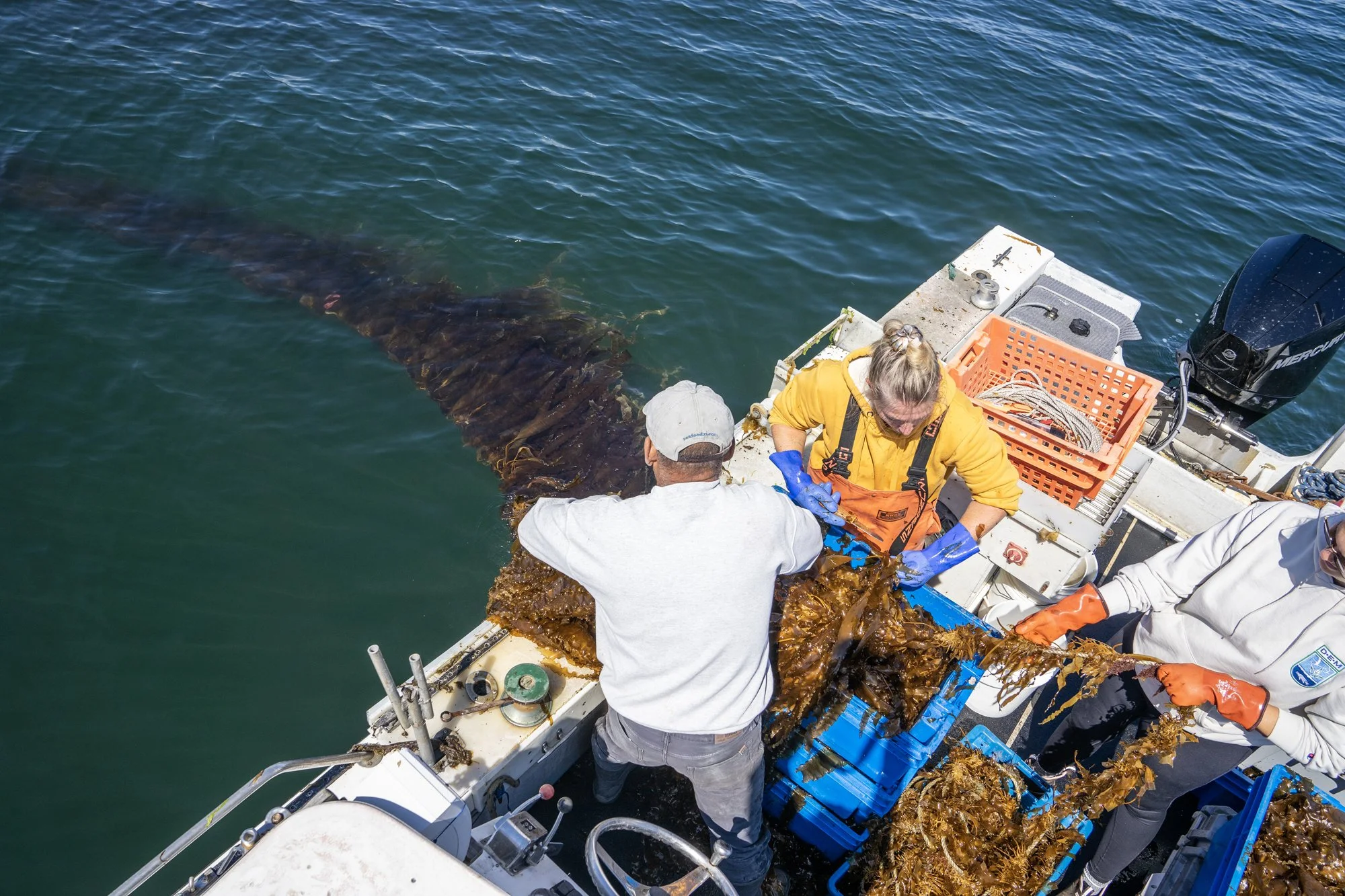 Ocean Farmers Unlock Grants, Expand Farms with Kelp Climate Fund ...