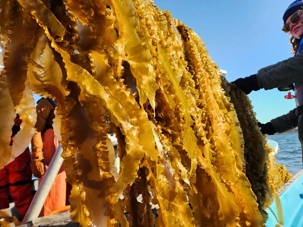 How to Start a Kelp Farm: Kickstarting the Next Generation of Ocean ...