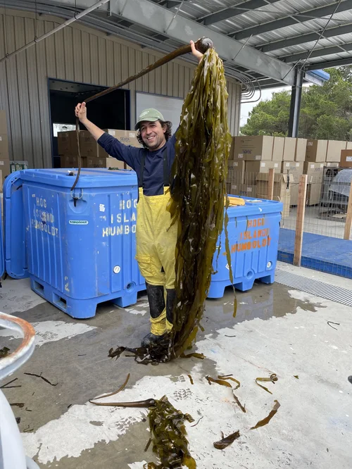 Seeding the California Kelp Farming Industry — GreenWave
