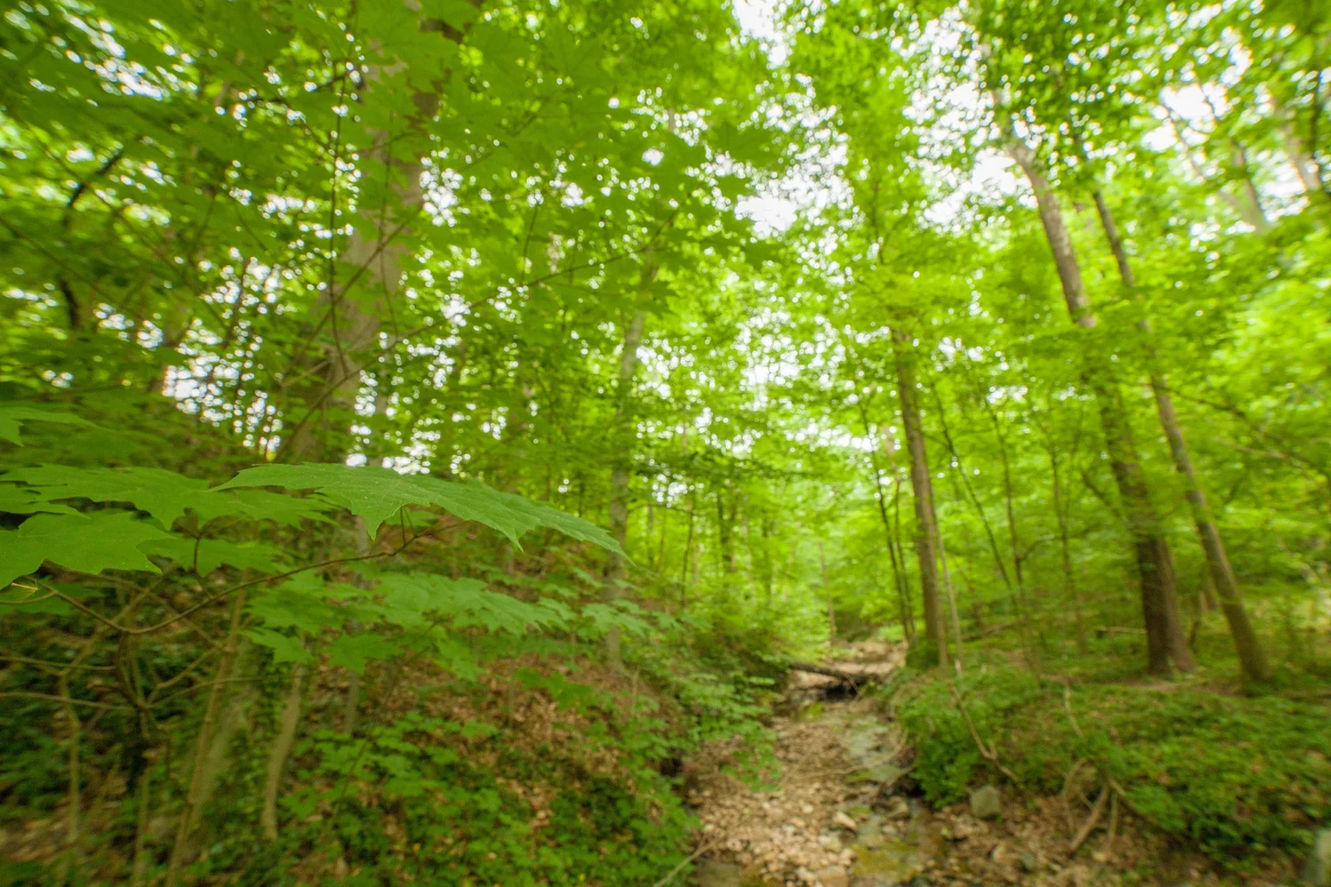 Rock Creek Conservation Corps — Rock Creek Conservancy