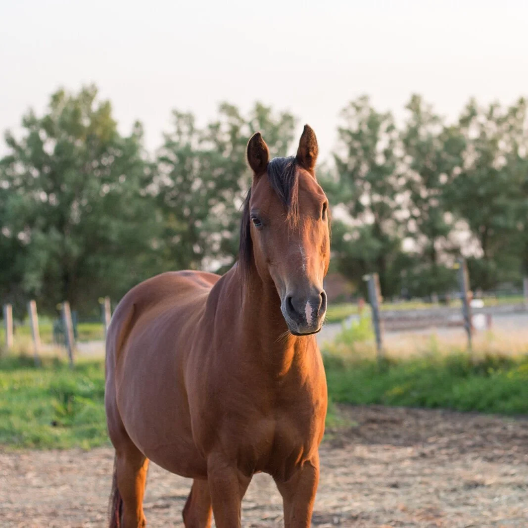 Our Horses — Willowcrest Farm
