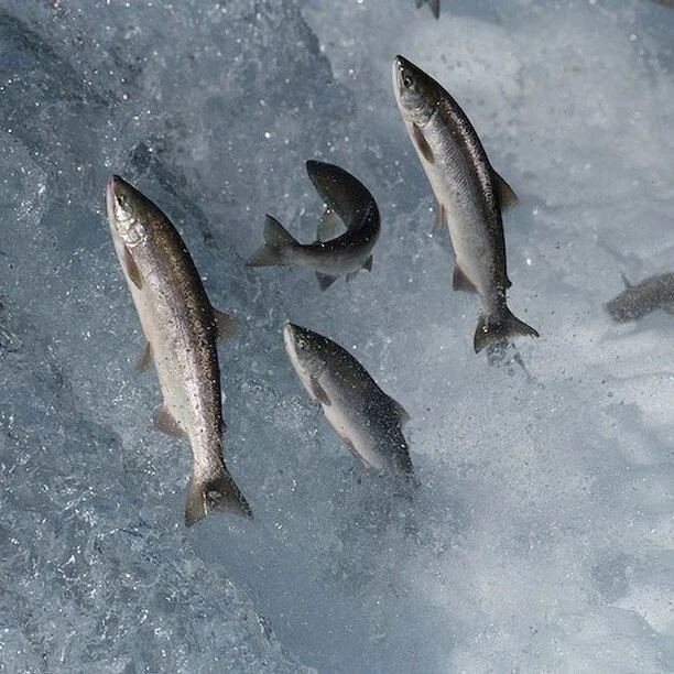 Save the Lower Snake River