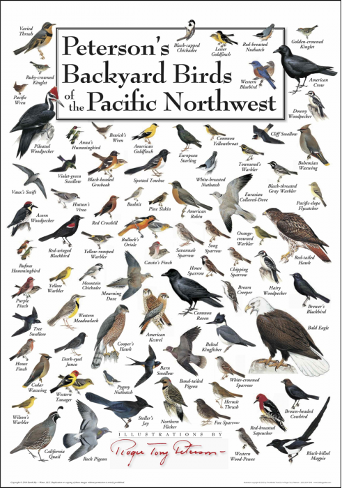 Animals of the Pacific Northwest Guide Posters-New Designs — Orca Network
