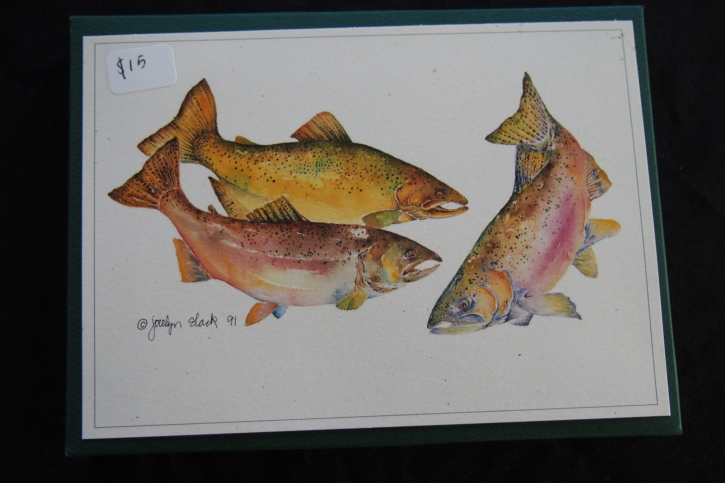 Pacific Northwest Marine Mammal Field Guide — Orca Network