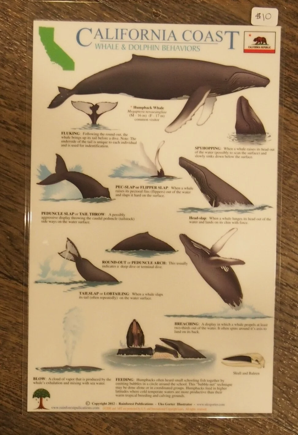 New! Orca Network and Langley Whale Center Iron-On Patches — Orca Network