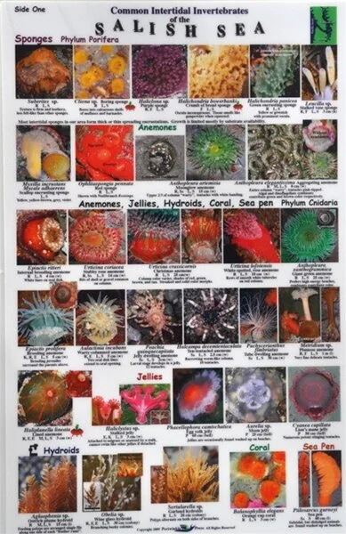 Sea Invertebrates