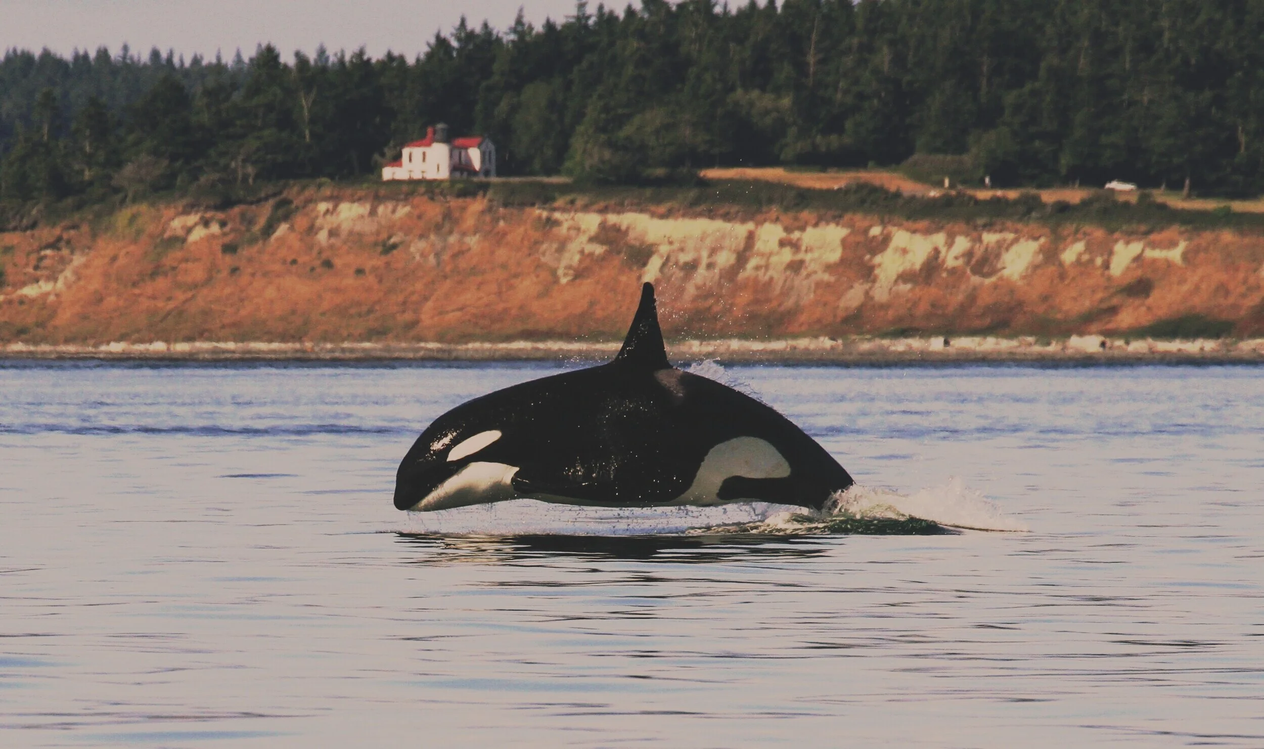 Whale Sighting Network — Orca Network