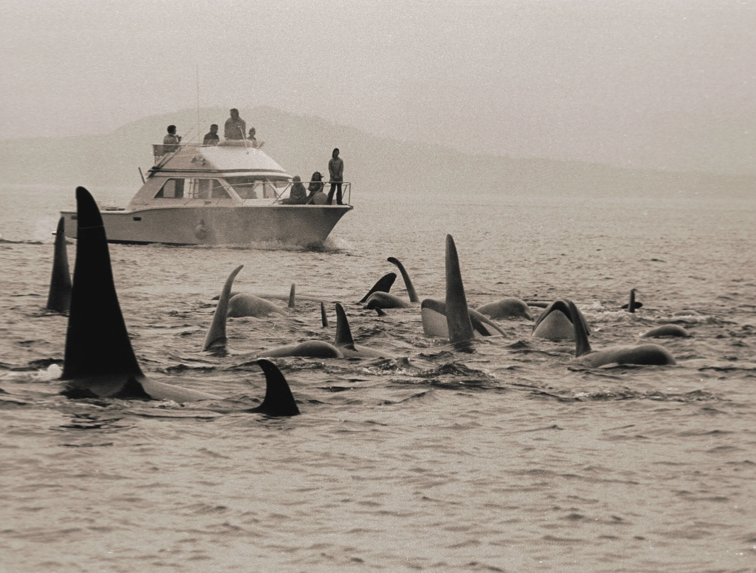 Whale Sighting Network — Orca Network