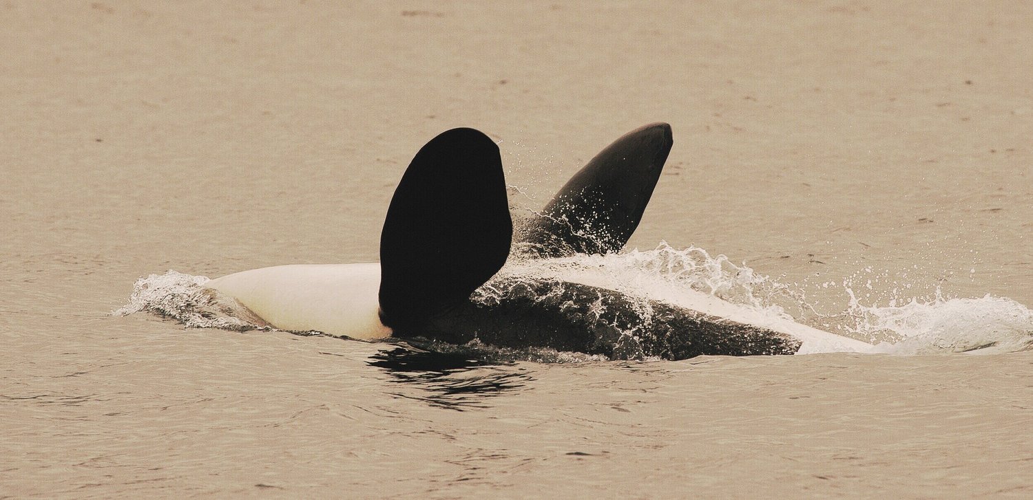 Whale Sighting Network — Orca Network