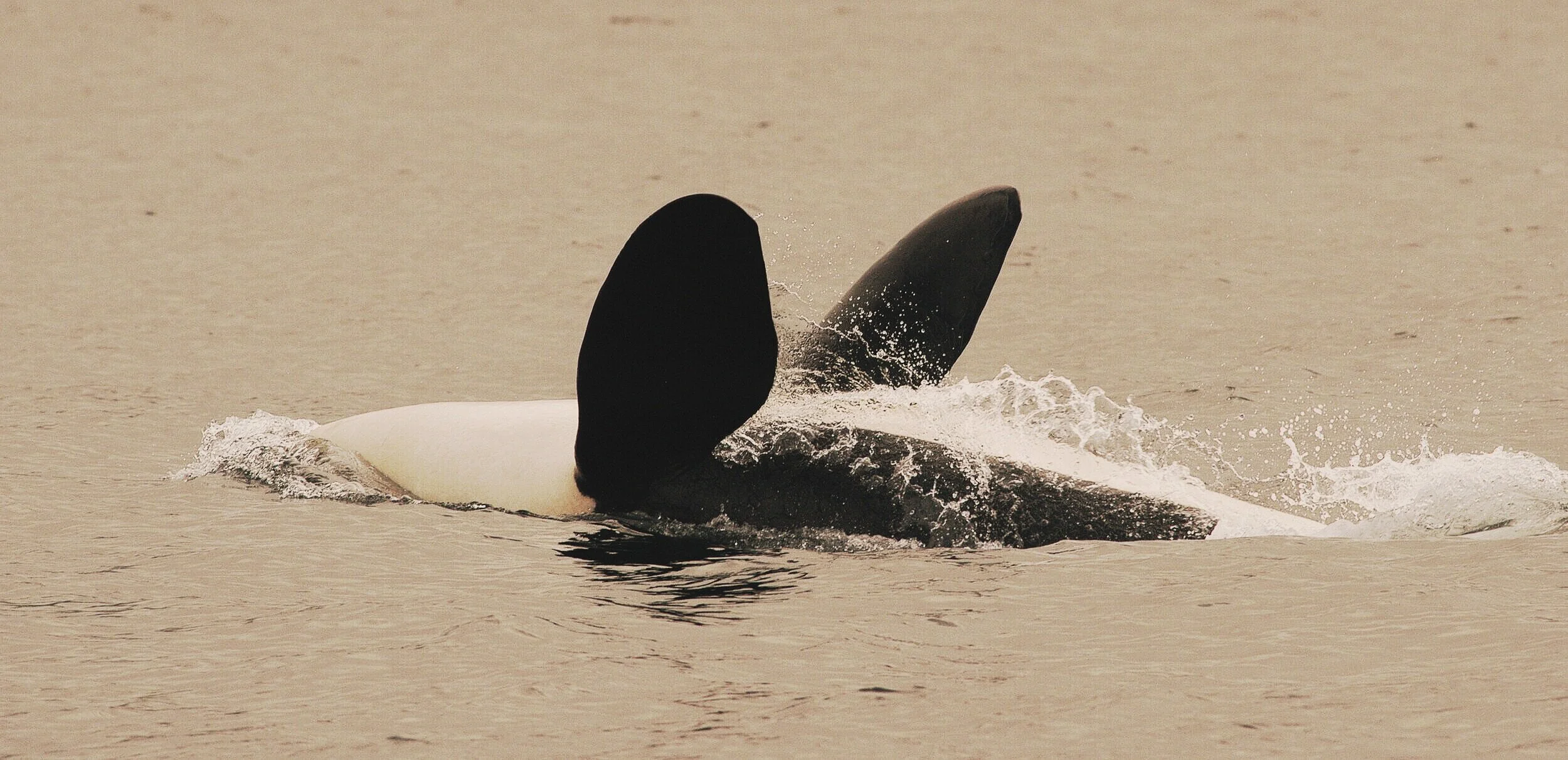 Whale Sighting Network — Orca Network