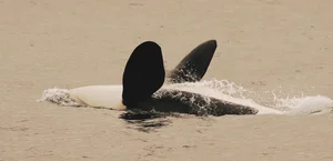 Whale Sighting Network — Orca Network