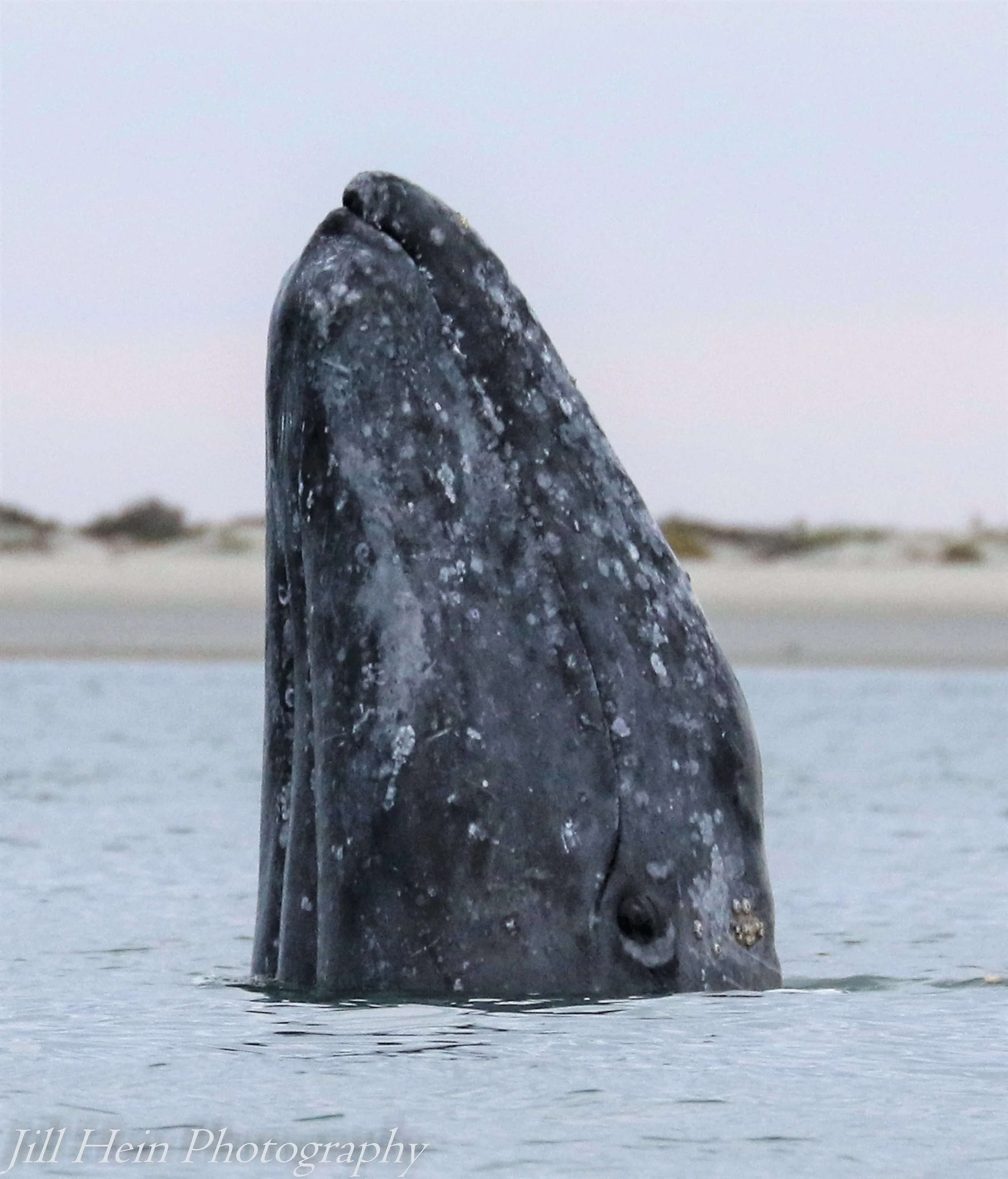 Webshop — Orca Network