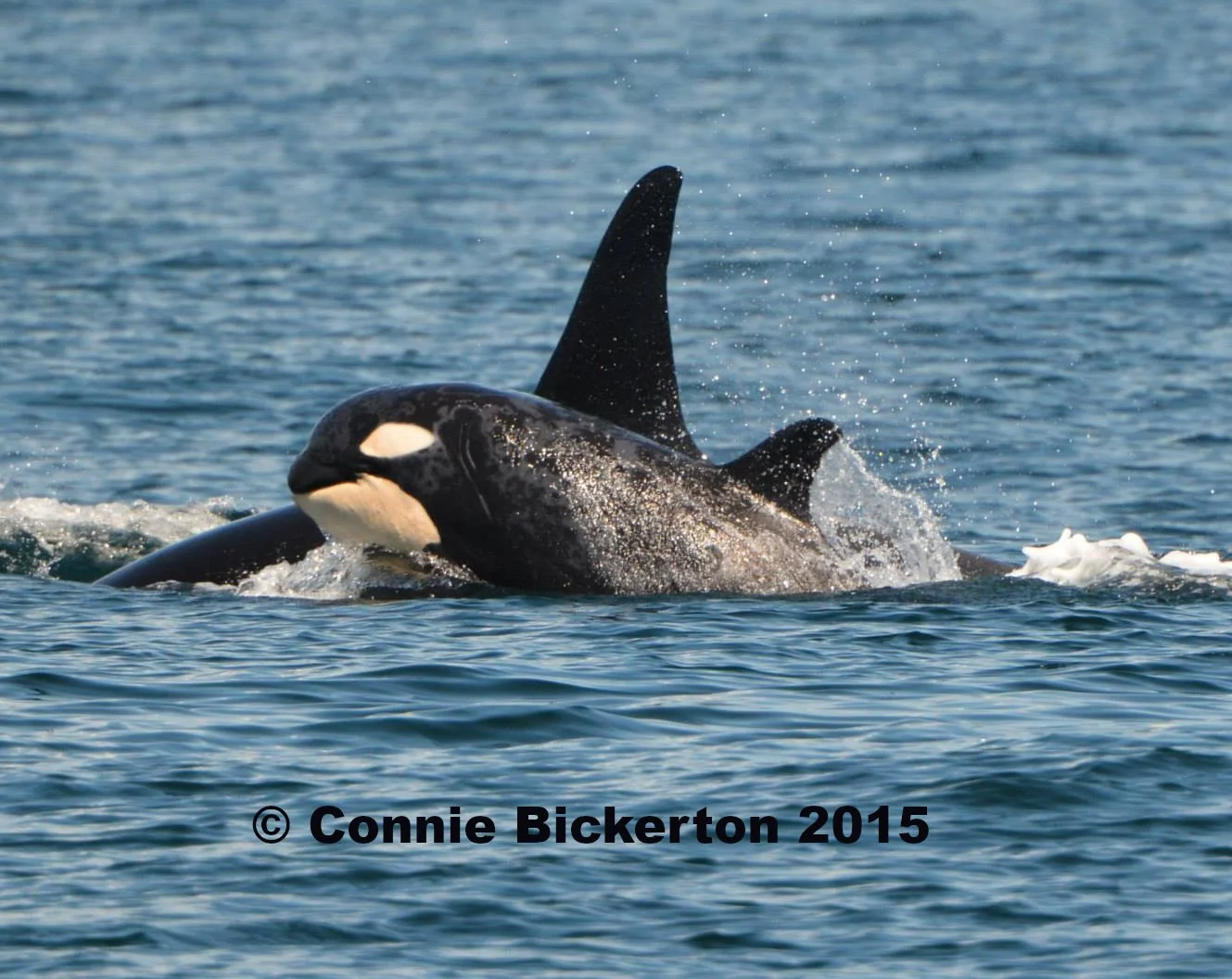 Events — Orca Network