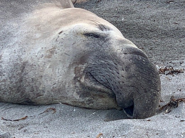 Whidbey Island Elephant Seals - presentation at Oak Harbor Library ...