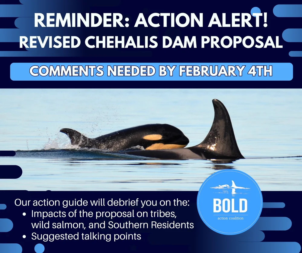 ACTION ALERT - OPPOSE A NEW DAM ON THE CHEHALIS RIVER — Orca Network