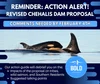 ACTION ALERT - OPPOSE A NEW DAM ON THE CHEHALIS RIVER — Orca Network