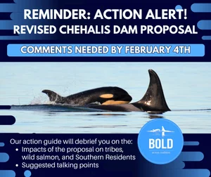 ACTION ALERT - OPPOSE A NEW DAM ON THE CHEHALIS RIVER — Orca Network