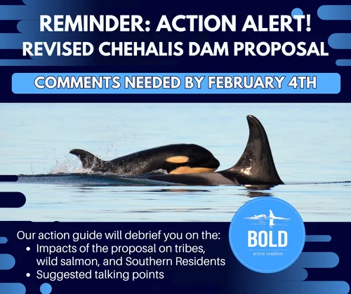 ACTION ALERT - OPPOSE A NEW DAM ON THE CHEHALIS RIVER — Orca Network