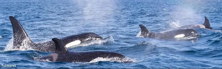 Iberian orcas and boats — Orca Network