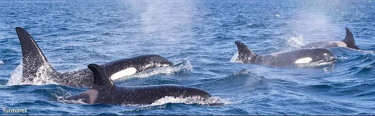 Iberian orcas and boats — Orca Network