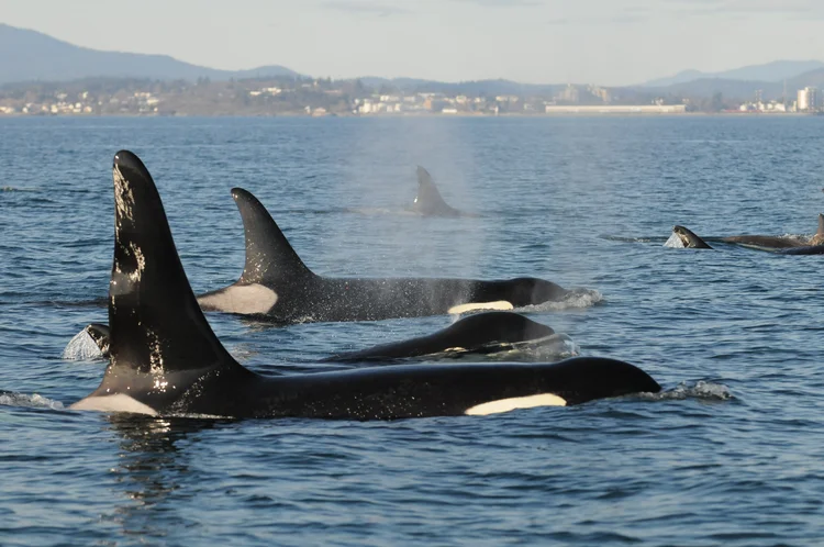 Orca Lifespans — Orca Network