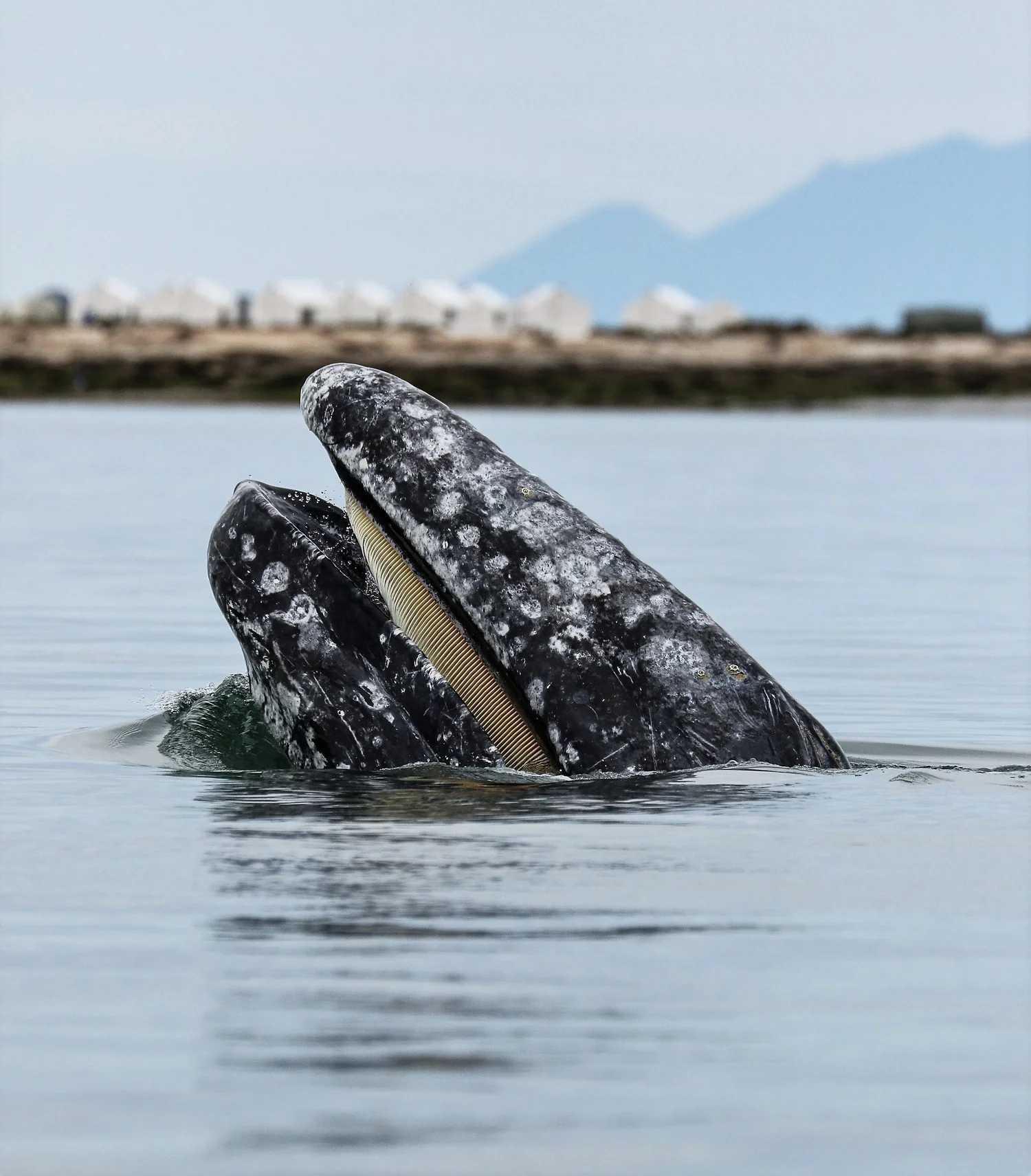 Orca Network