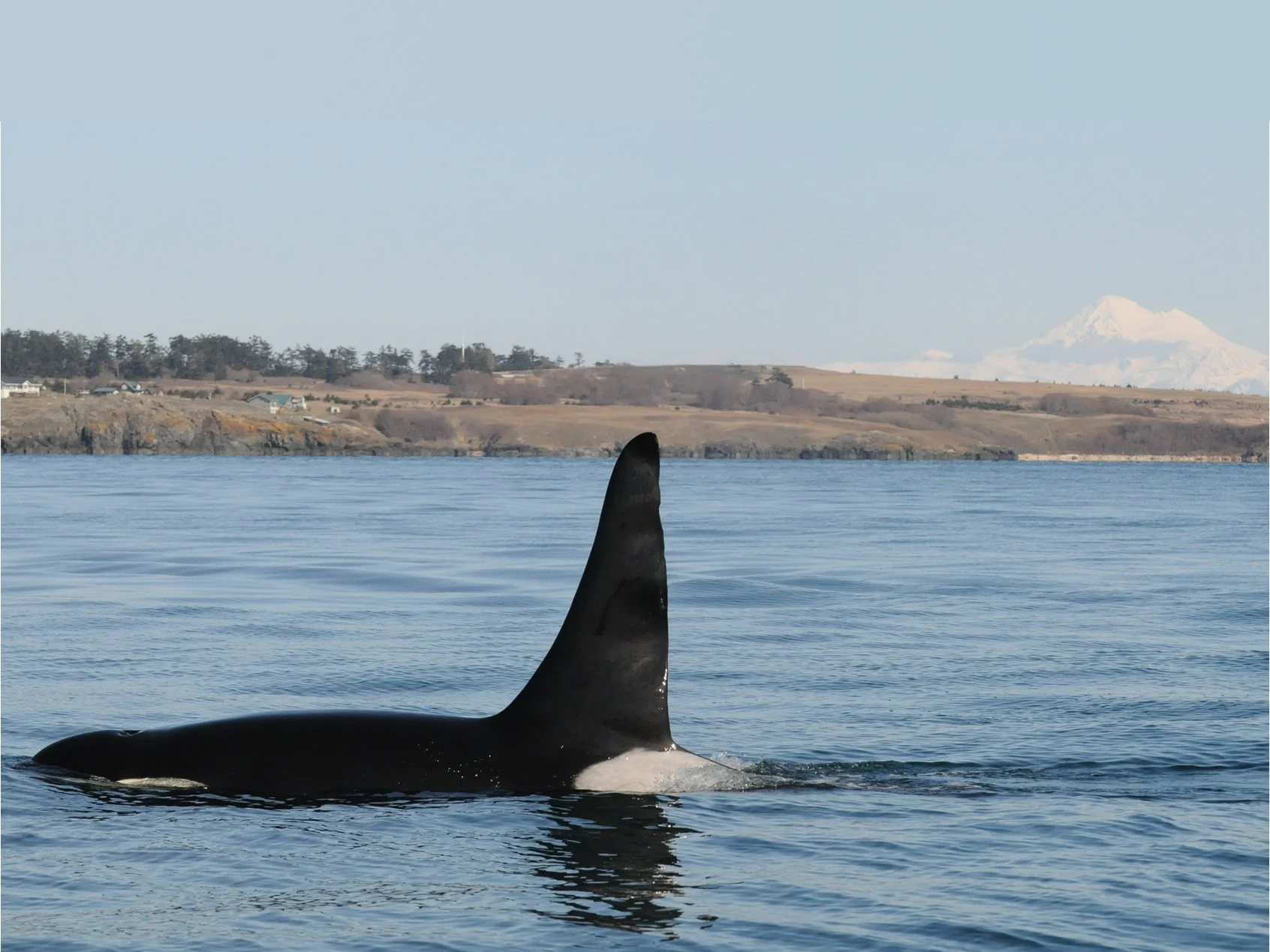 Resources — Orca Network